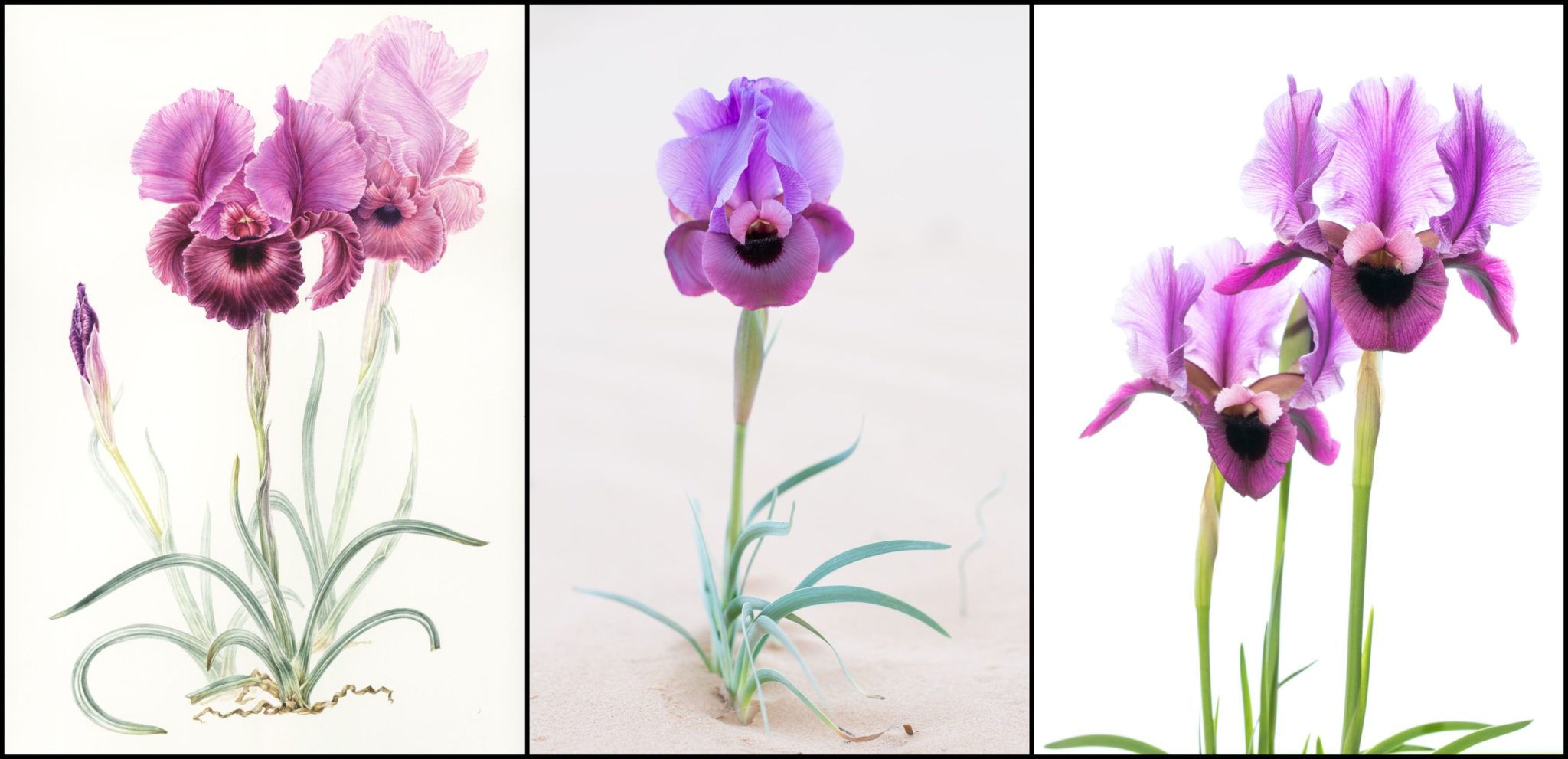 IRIS DU LEVANT – LE PINCEAU ET L’OBJECTIF | Exposant – Montier Photo ...